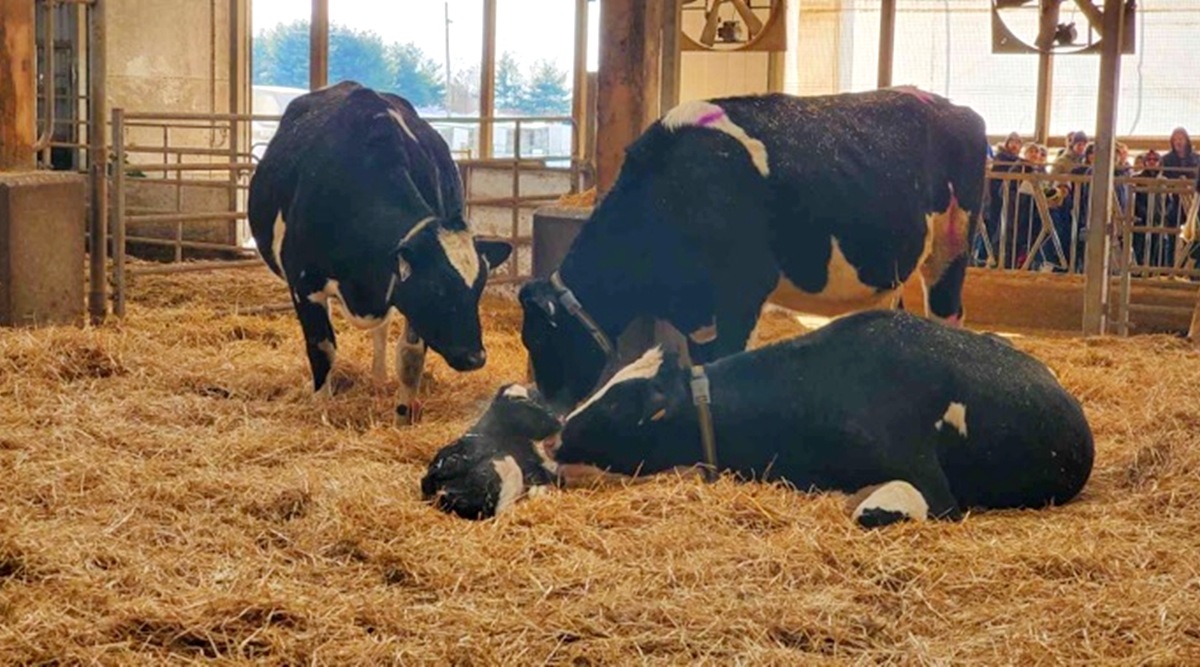 The climate-friendly cows bred to belch less methane | World News - The ...