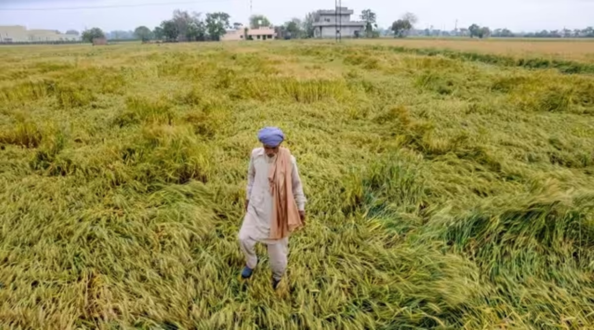 Punjab releases Rs 186 cr to compensate for crop loss | Chandigarh News ...