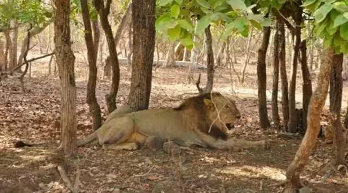 10 days after goods train mowed down 2 lions, passenger train runs over ...