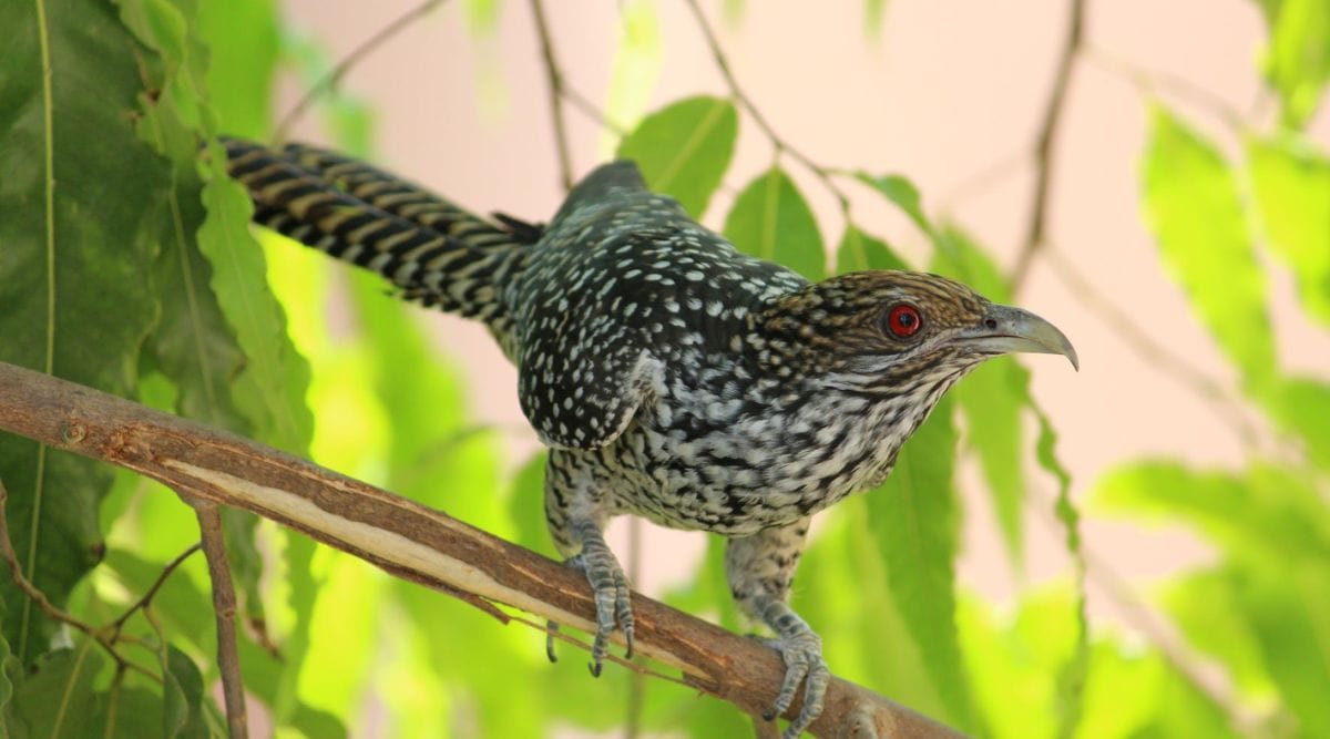 Birds Without Borders: Heard but rarely seen, the Asian koel is a shy ...
