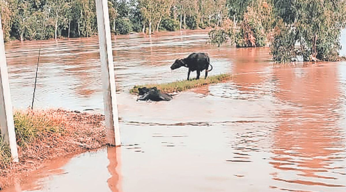 Punjab: Riverbed farmers unlikely to get compensation, can’t grow next ...