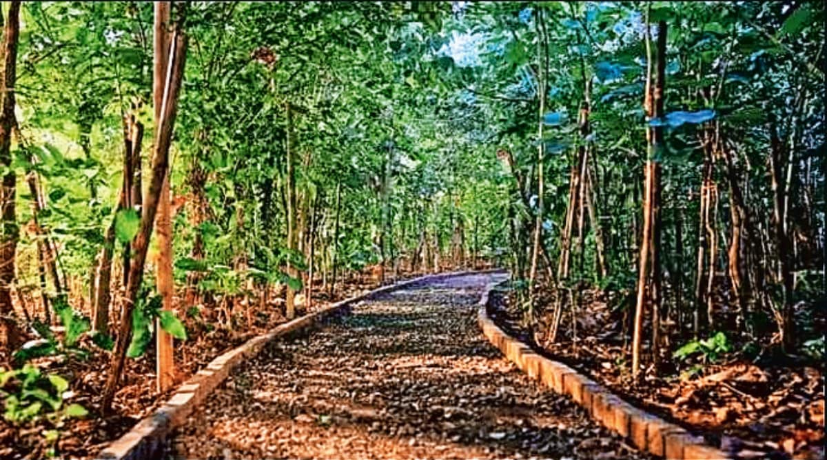 BMC to develop 14 Miyawaki forests before Diwali | Mumbai News - The ...
