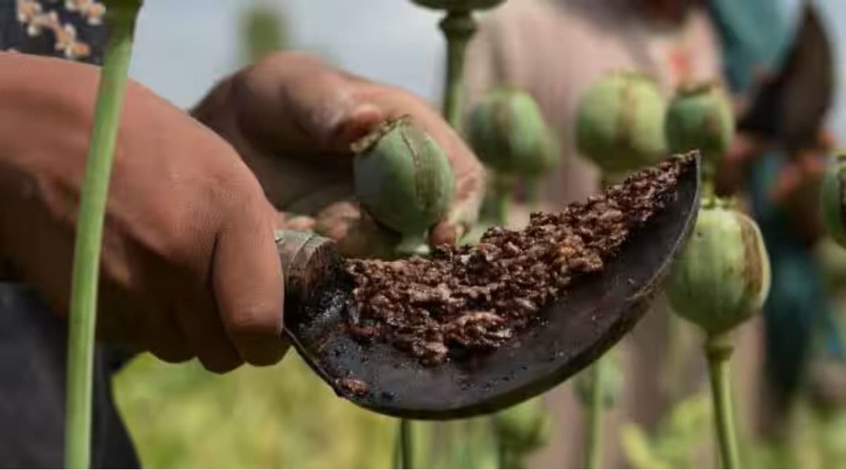 Opium recovered from courier packets destined for Canada, US; cases ...