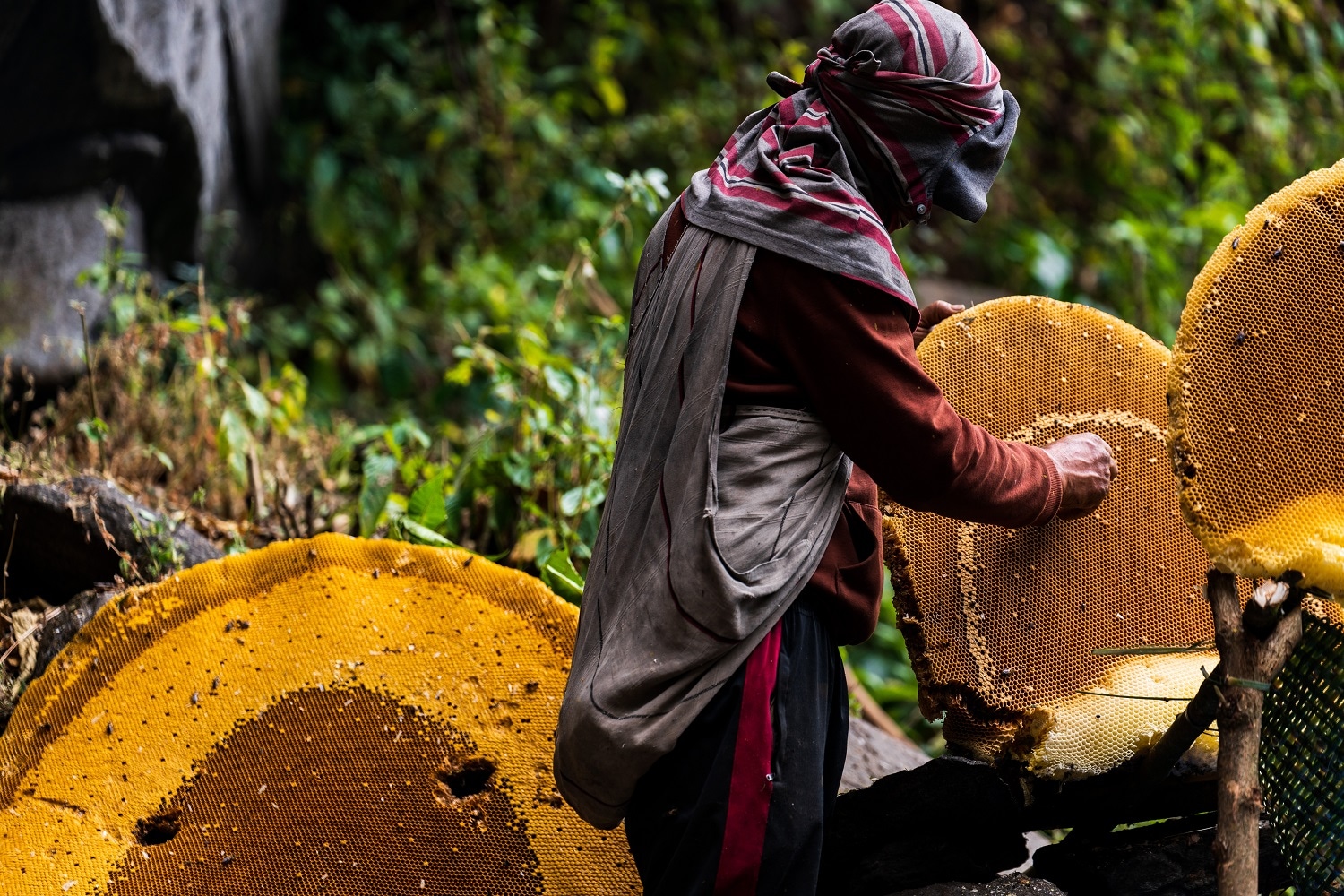 All For A Buzz: Nepal’s Rare Himalayan Honey That Takes You High