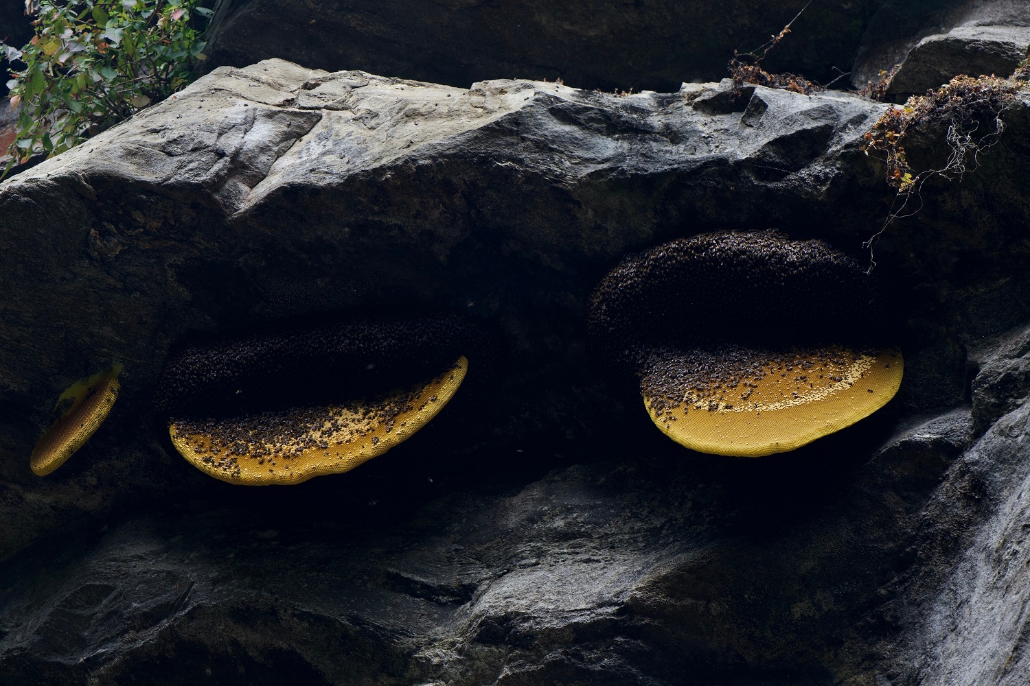 All For A Buzz: Nepal’s Rare Himalayan Honey That Takes You High