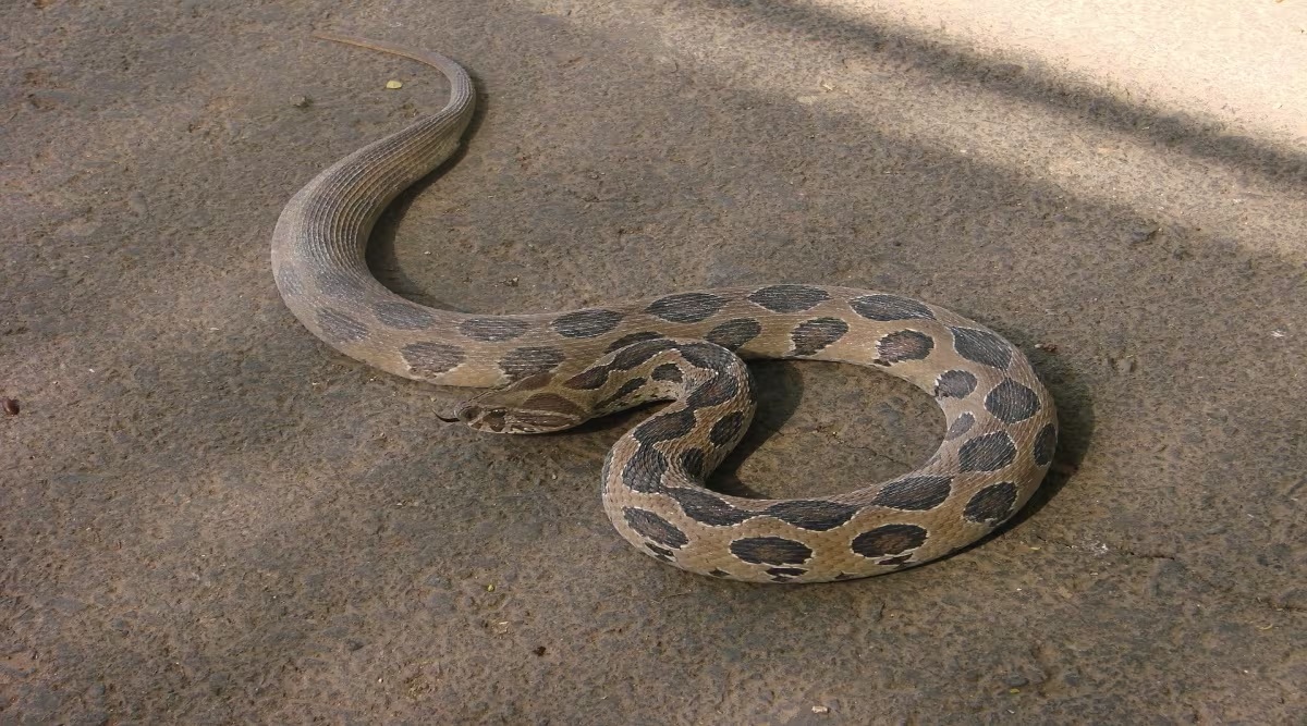 Visit government hospitals for snake bite treatment, says Mohali health ...