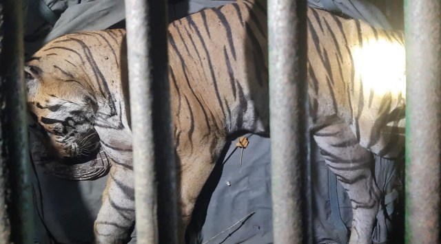 Tiger which killed livestock in TN’s Kanyakumari dist captured, shifted ...