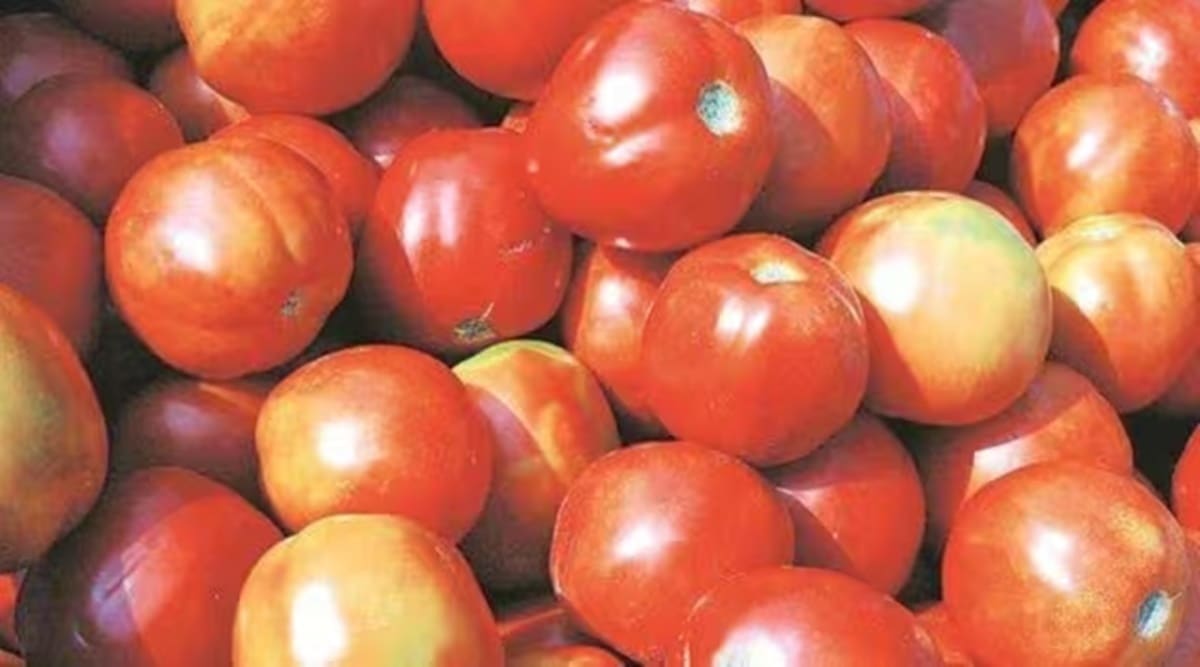 Tomato prices in Bengaluru tumble after record high | Bangalore News ...