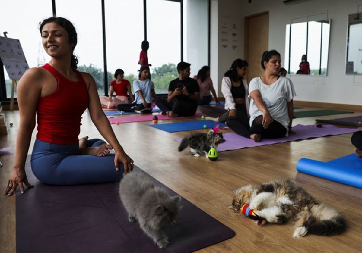 Yoga enthusiasts master the cat pose at kitten yoga session | Life ...