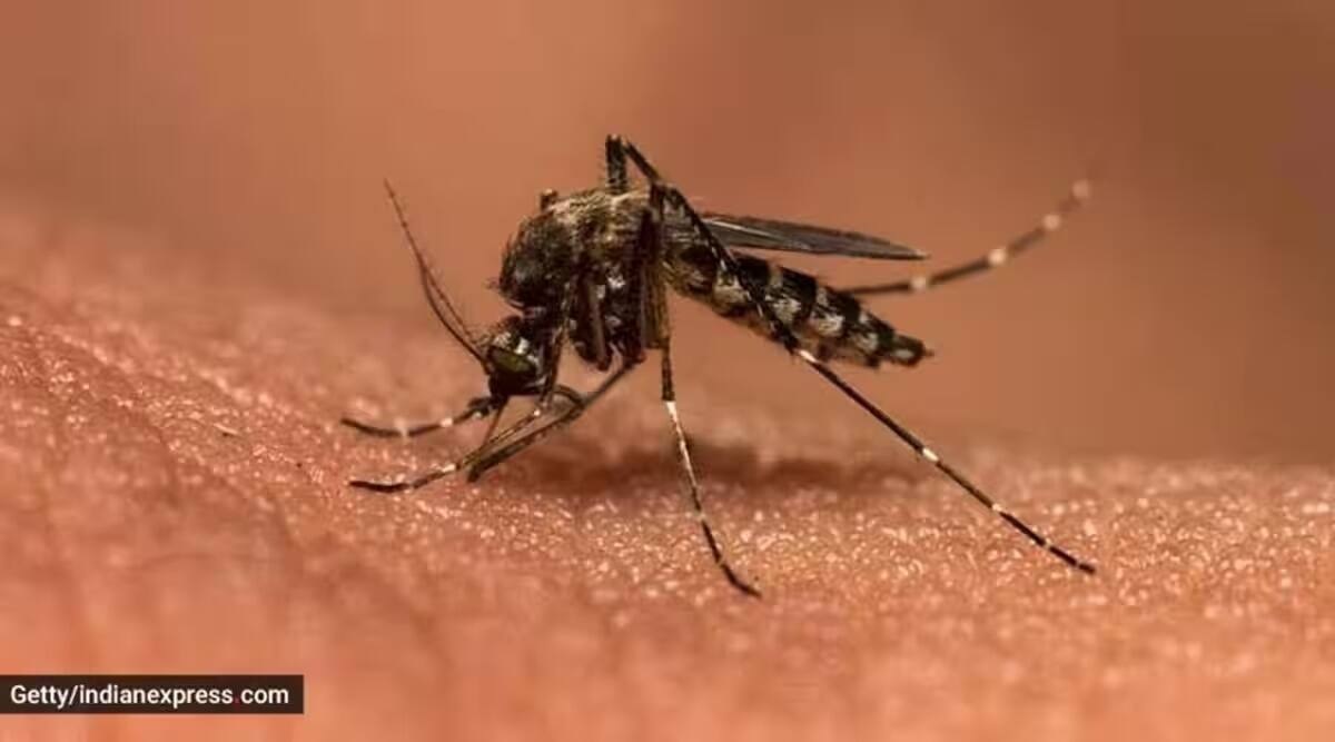 Mumbai detects Zika virus: What are signs, symptoms and prevention ...