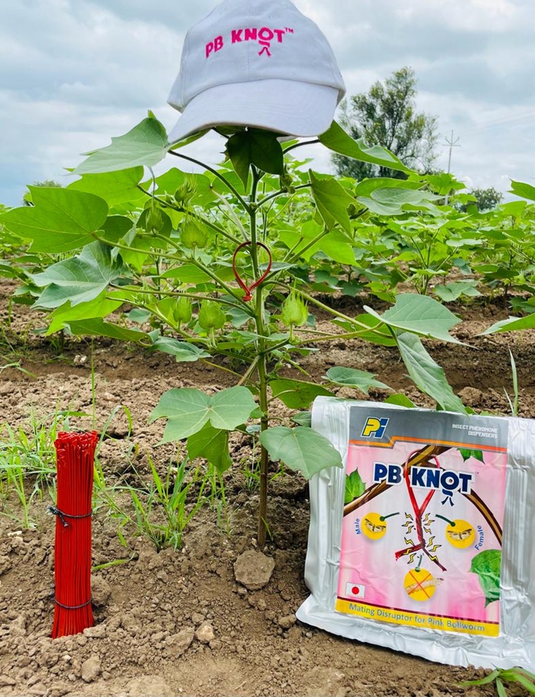 Why India’s falling cotton production is a worry | Explained News - The Indian Express