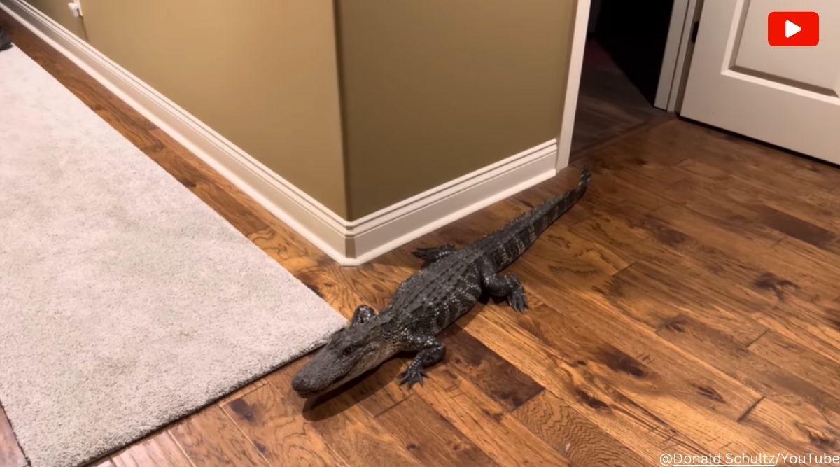 Alligator sneaks into US couple’s home at night through dog door. Watch ...