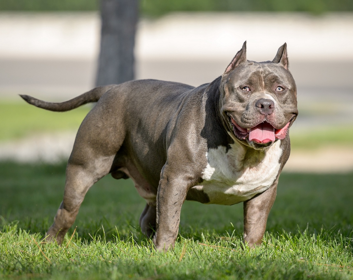 Why The UK Is Banning American Bully XL Dogs Why The UK Is Banning American Bully XL Dogs