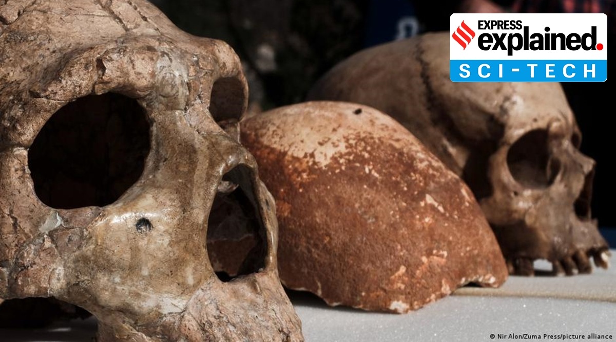 Why you owe your life to a handful of early humans | Explained News ...