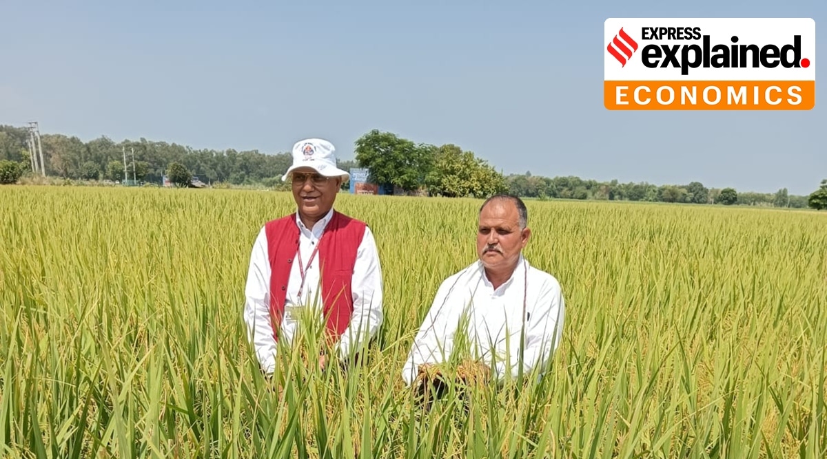 How Basmati in India is reaping the rewards of research | Explained ...