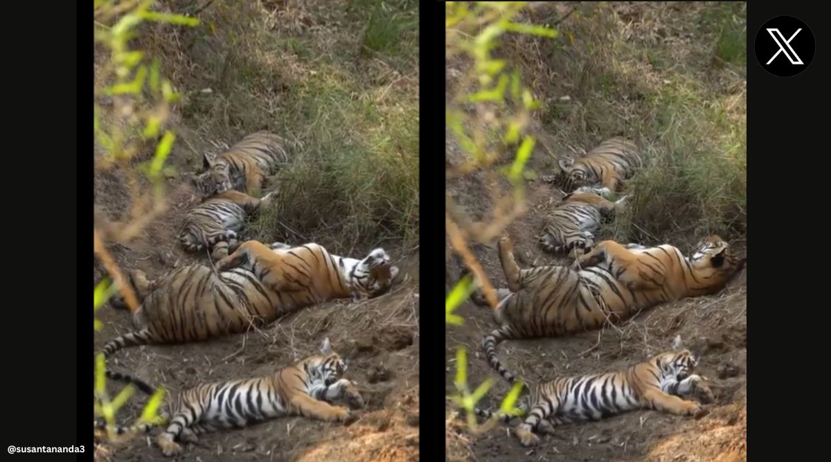 Video with real feel of forest shows a tiger family taking a nap. Watch ...