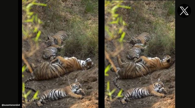 Video with real feel of forest shows a tiger family taking a nap. Watch ...
