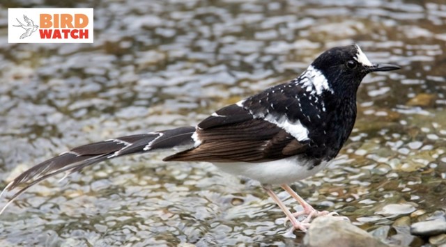 Bird Watch: Spotted Forktail, a long-tailed winter visitor in ...