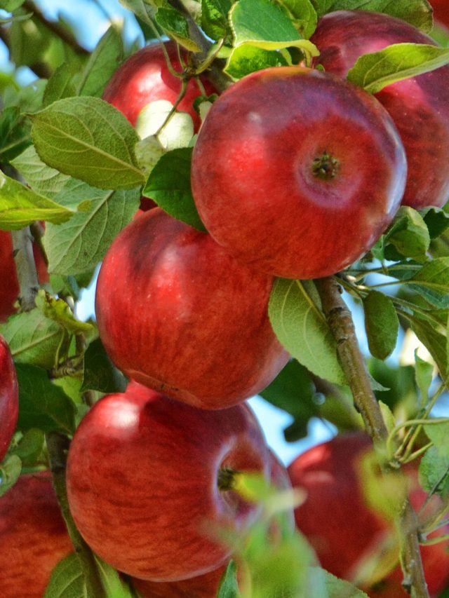 What should you choose for your health – peeled or unpeeled apple ...