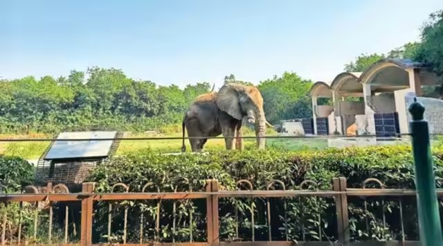 Shankar, Delhi zoo’s lone African elephant, turns aggressive, officials ...