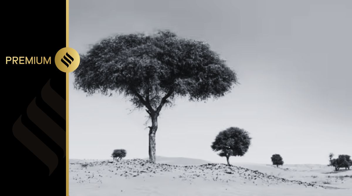 Ready to grow roots: Saplings from 17 countries await G20 leaders ...