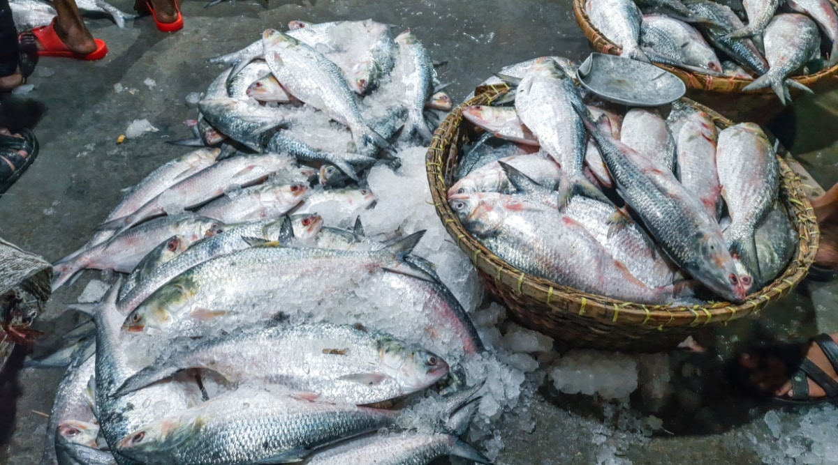 Bangladesh okays 3,950 MT Hilsa export ahead of Durga Puja, first ...