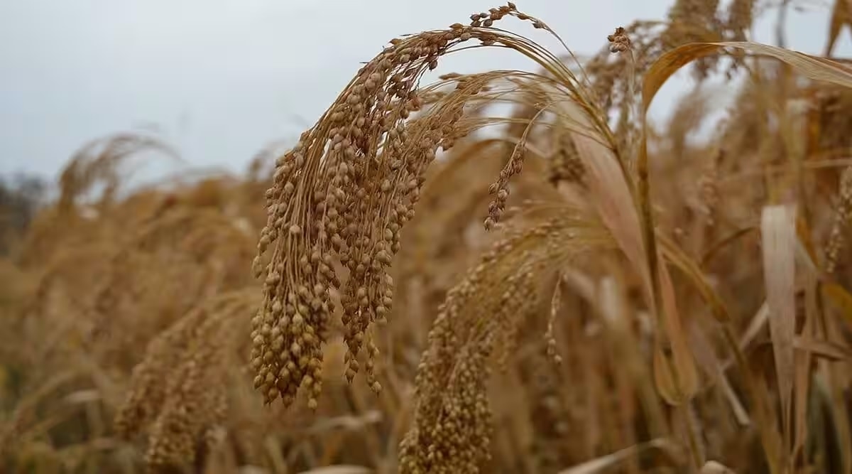 FMCG firms crushing the millet year as govt pushes the healthiest grain ...