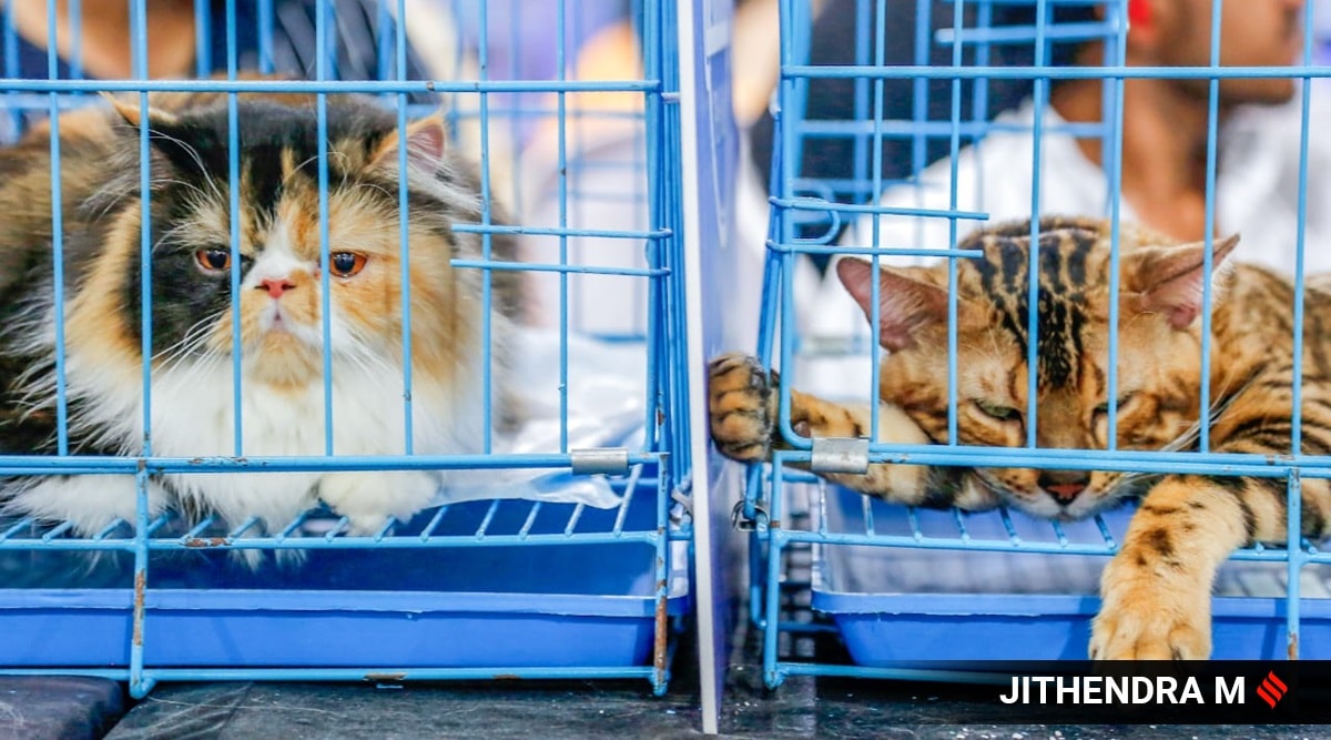 In pictures: ‘Championship Cat Show’ enthralls pet lovers in Bengaluru ...