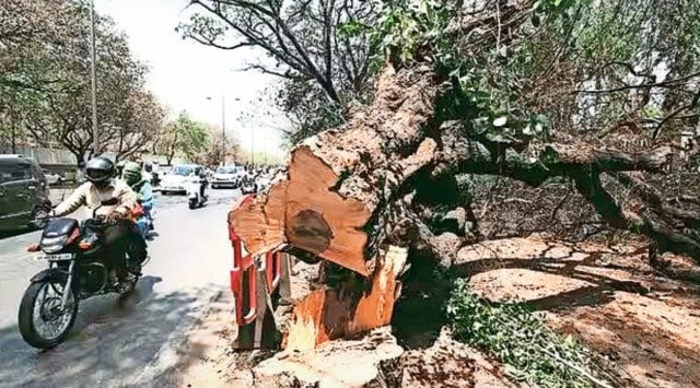 PCMC cracks down on unauthorised tree felling, forms surveillance teams ...