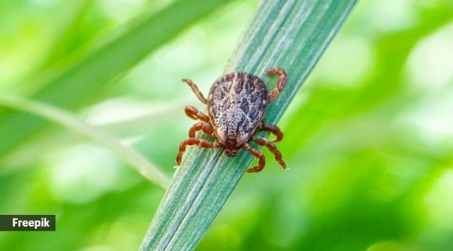 5 die of scrub typhus infection in Odisha’s Bargarh district | India ...