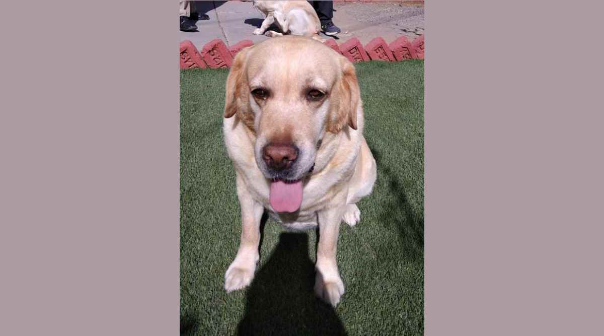 Winner of 6 police medals, sniffer dog Radha of Pune rural bomb squad ...