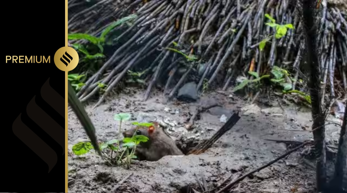 Rats! Kolkata has a rodent problem: ‘They are eating this bridge like ...