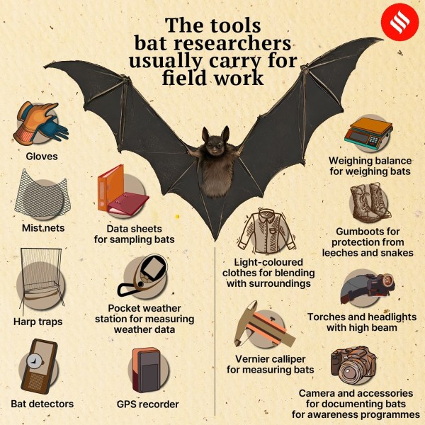 Nipah & Covid carriers? Bad omen? Bats are beautiful, say researchers