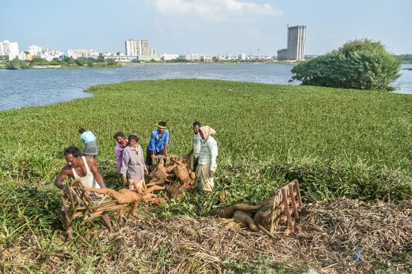 Lakes of Bengaluru: Begur Lake, its fight for existence and a ...