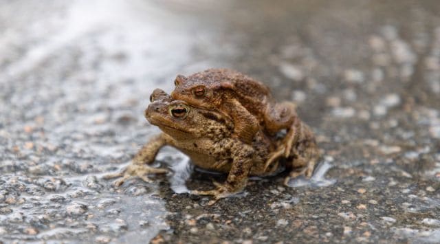 Female frogs sometimes fake death to avoid unwanted male advances, finds study | Technology News ...