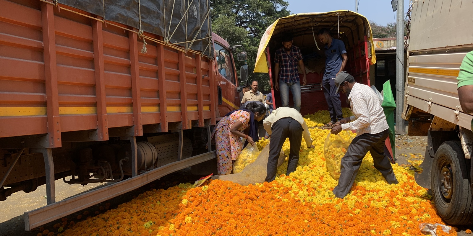 Marigold bloomed but market slumped: Farmers abandon huge stock of ...
