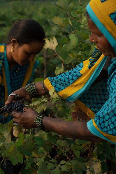 On cloud wine: Why India is raising the toast to the drink | Pune News ...