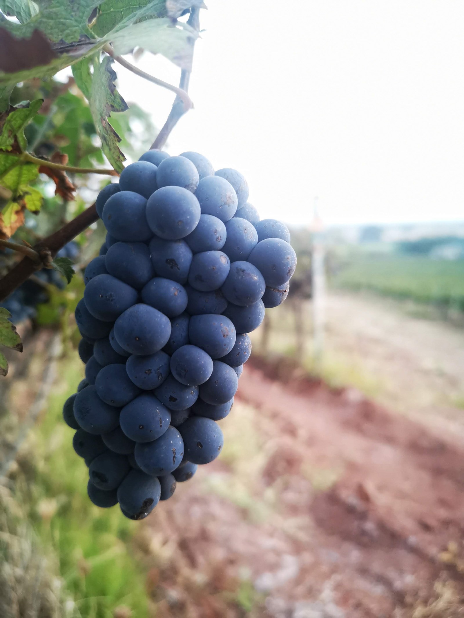 On cloud wine: Why India is raising the toast to the drink | Pune News ...