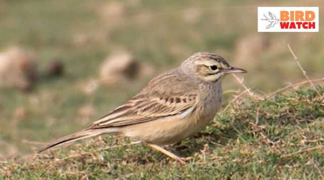 Bird Watch: Tawny Pipit, winter visitor also known as bird of grassland ...