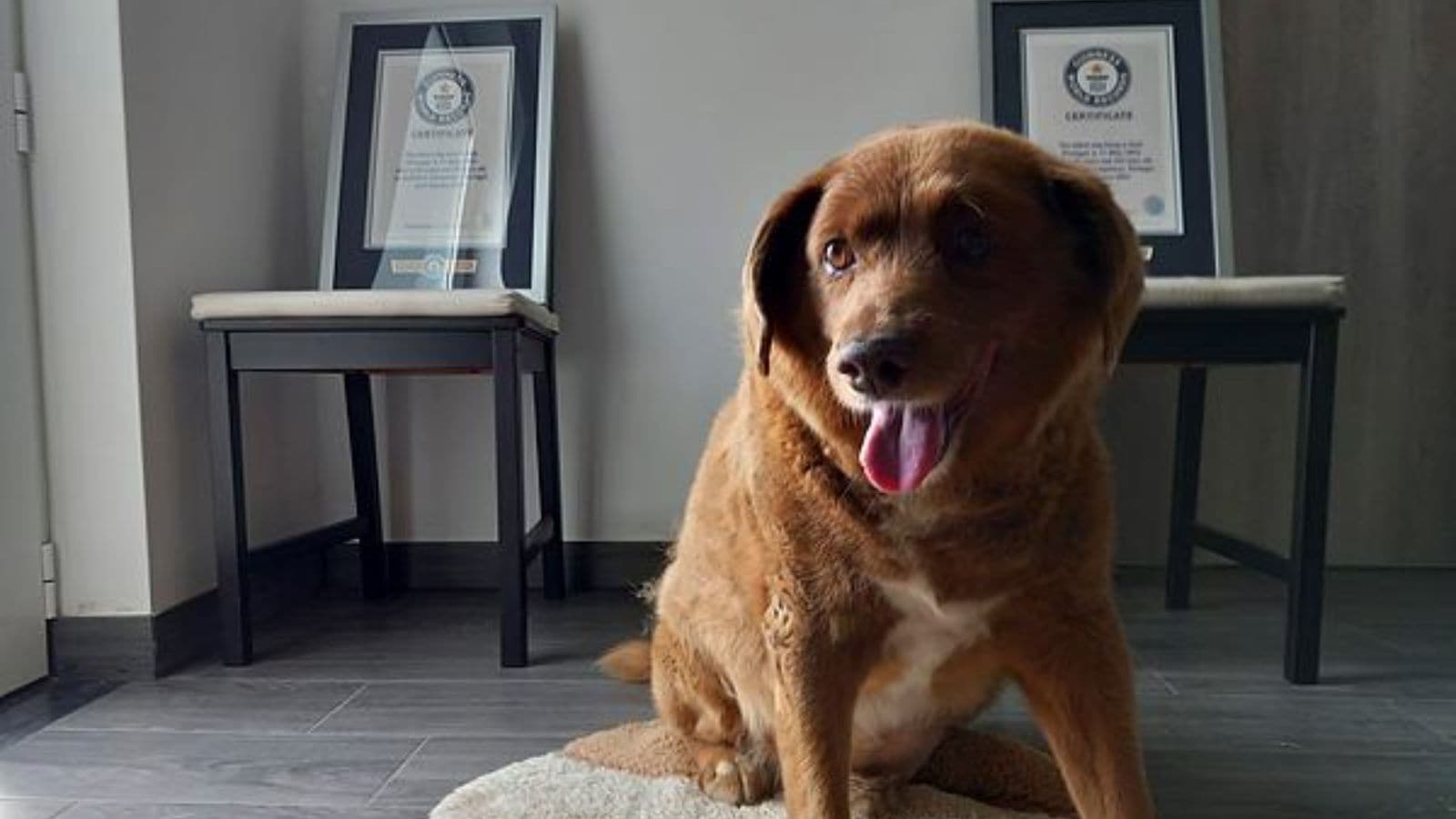 World’s oldest dog ever dies in Portugal, aged 31 | World News - The ...