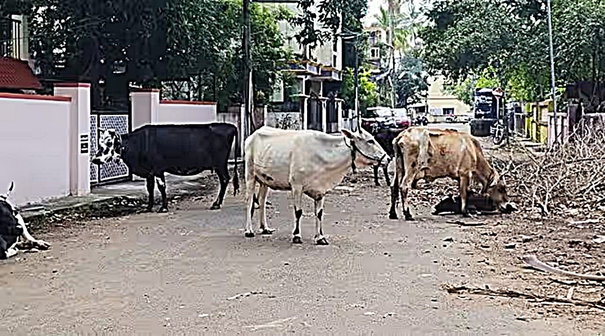 40 cows seized in 9 days, owners slapped Rs 80,000 fine: TN’s Tambaram ...