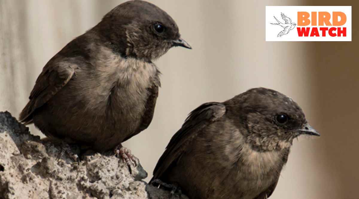 Bird Watch: Dusky Crag Martin, a bird that loves to build half-cup mud ...