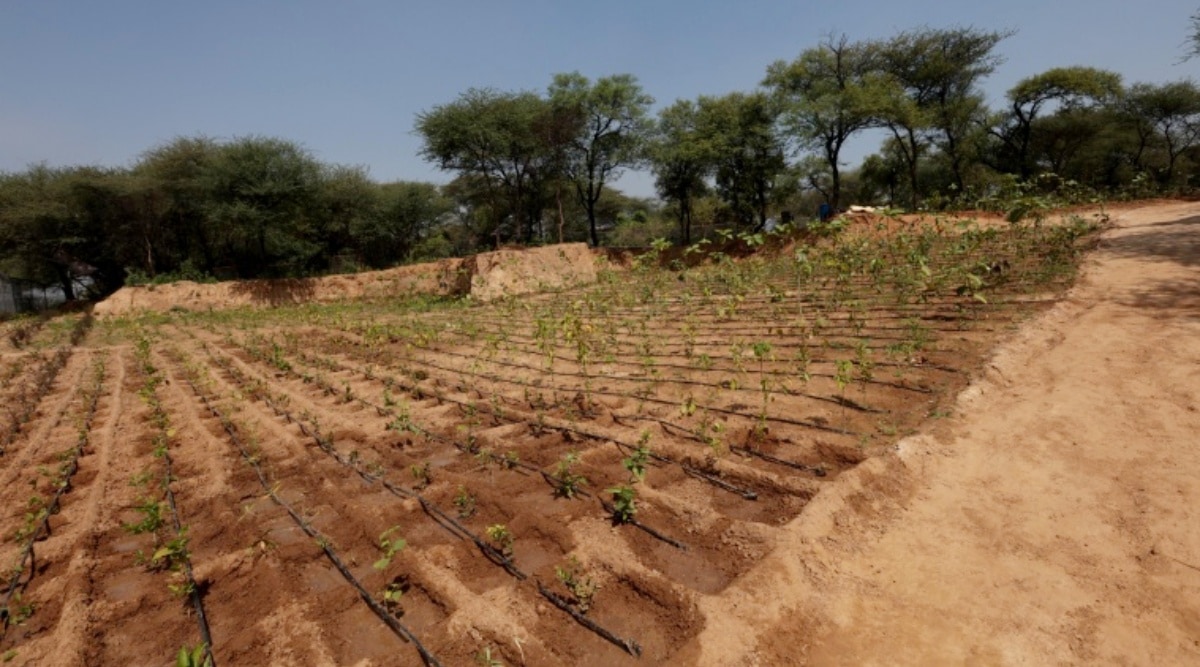 Vocal for local: NSG takes on invasive vilayati kikar, to regreen 5-km ...