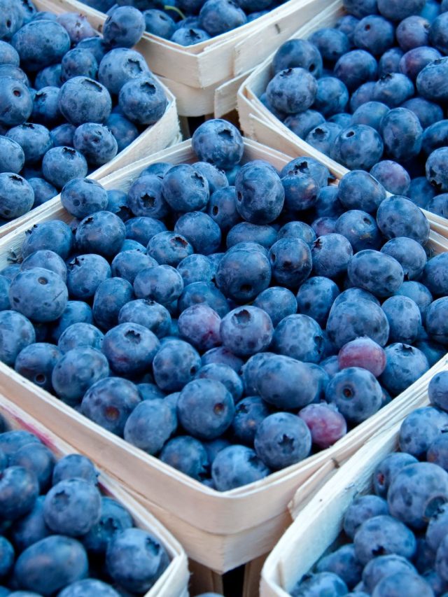 Health Benefits Of Blueberry The Indian Express health-benefits-of-blueberry-the-indian-express