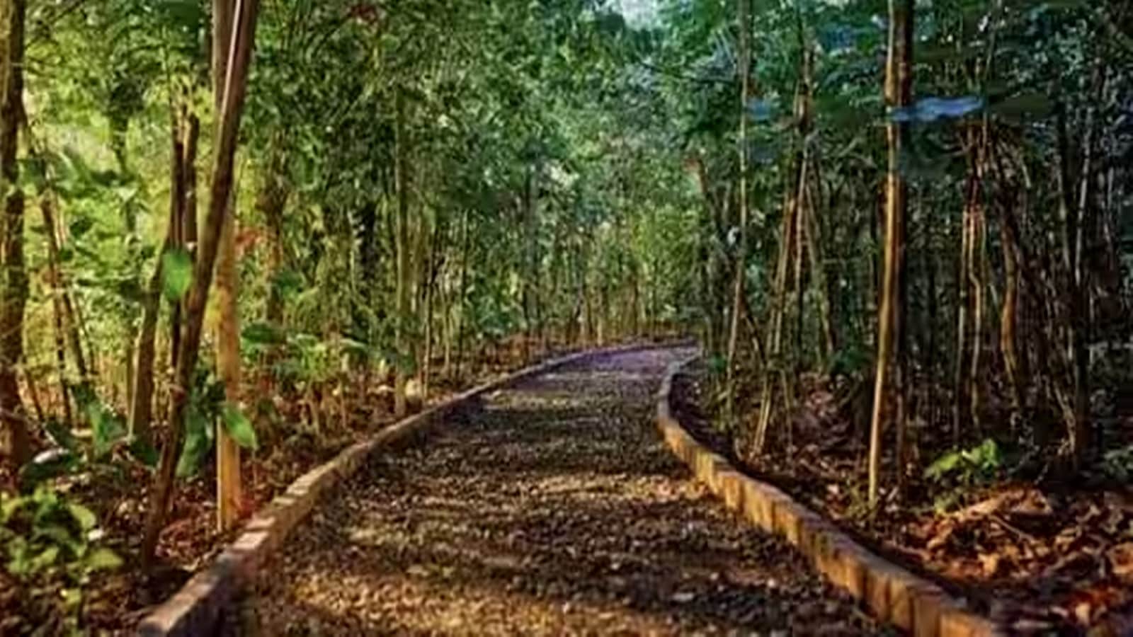 FIR not mandatory in cases of forest encroachment, said outgoing ...