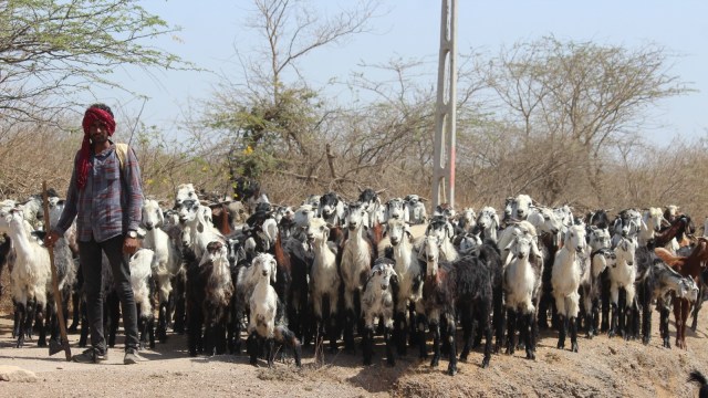 After camel milk, Gujarat’s maldharis demand separate marketing of goat ...