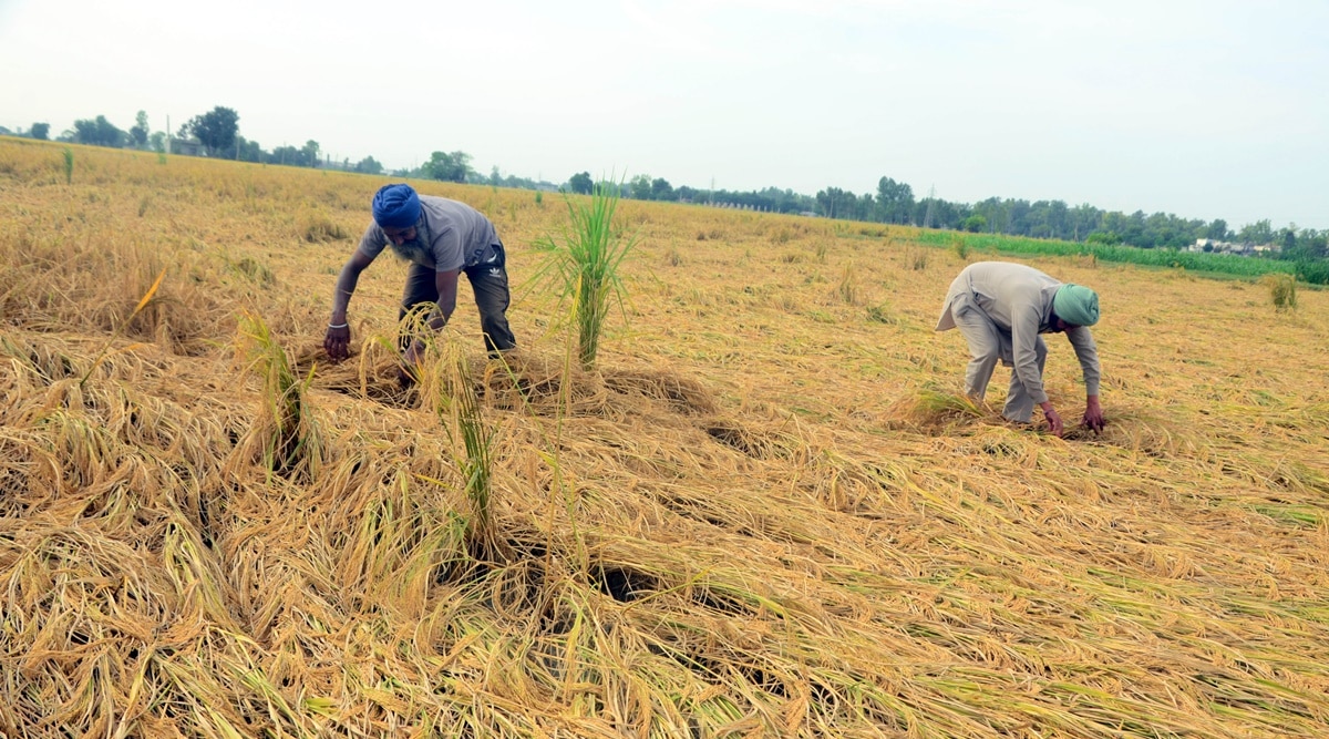 Rain flattens paddy in Punjab, Haryana farms; drenches produce in ...