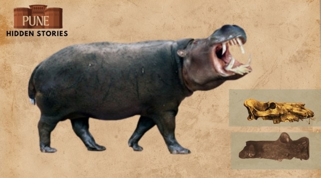 How Pune was once home to hippos that flourished in the savannah ...