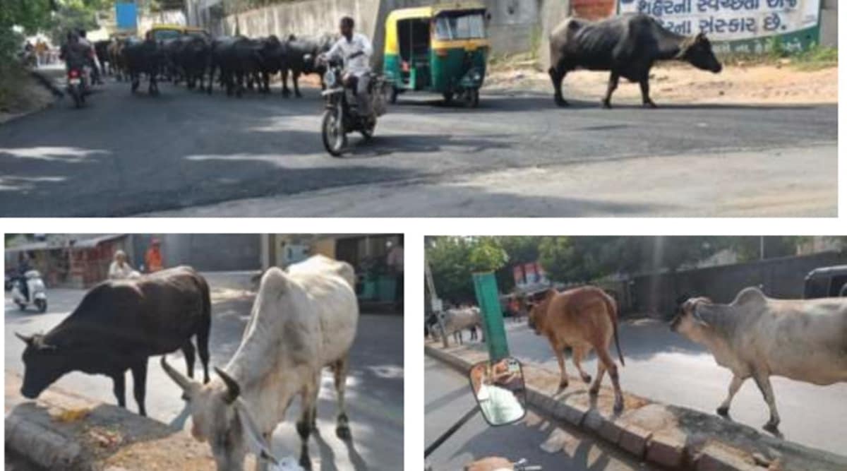 State’s stray cattle issue remains a ‘danger to humans’, says legal ...