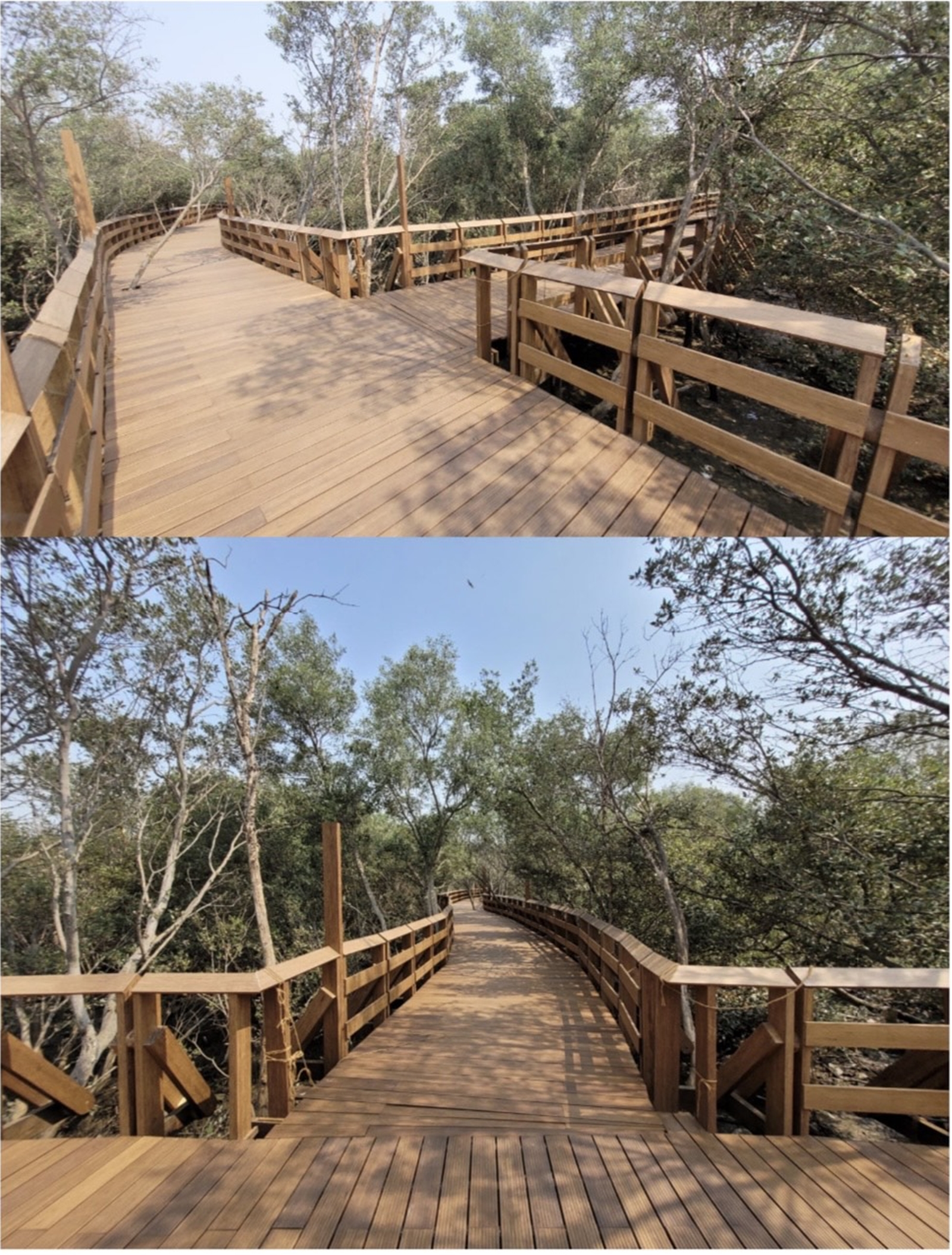 Changing City: Gorai Mangrove Park – A model of environmental harmony ...